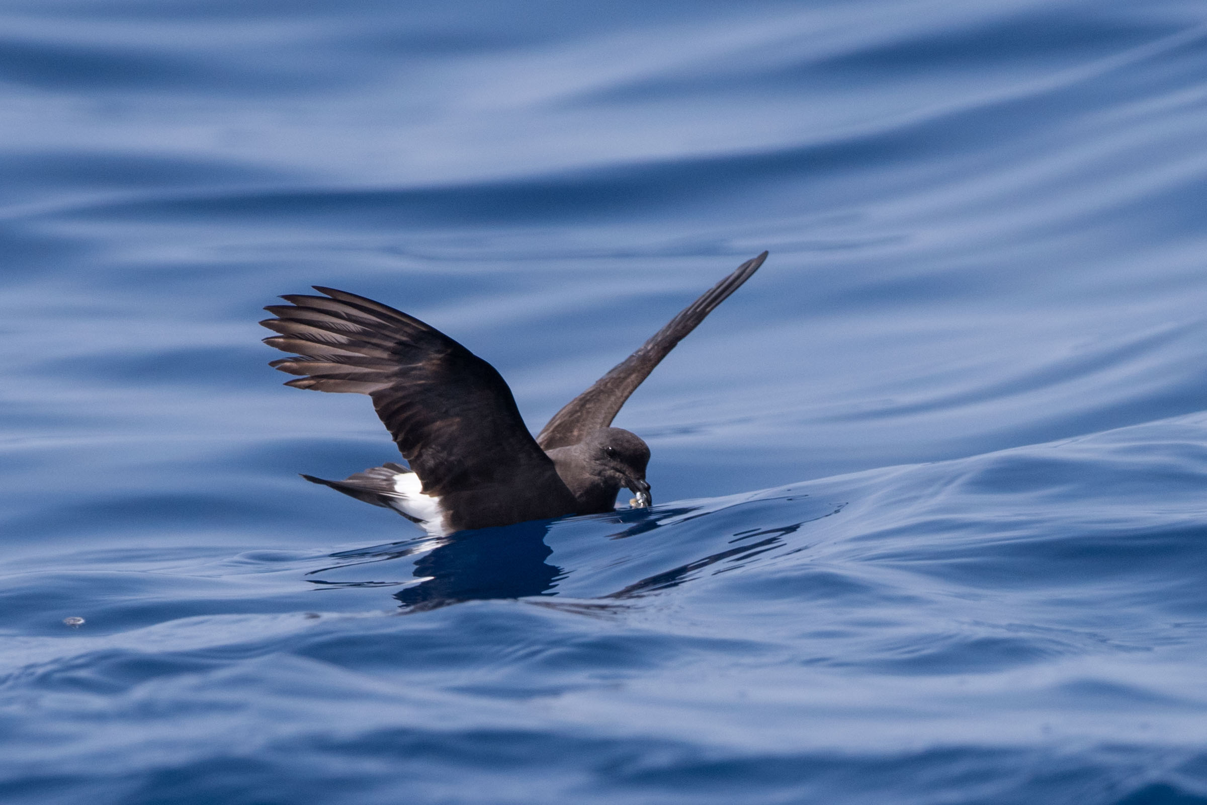 Band-rumped Storm Petrel Hydrobates castro